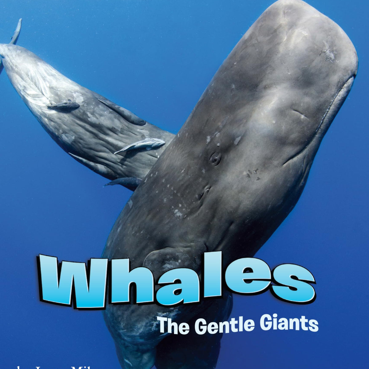 Whales: The Gentle Giants | Retail Maharaj